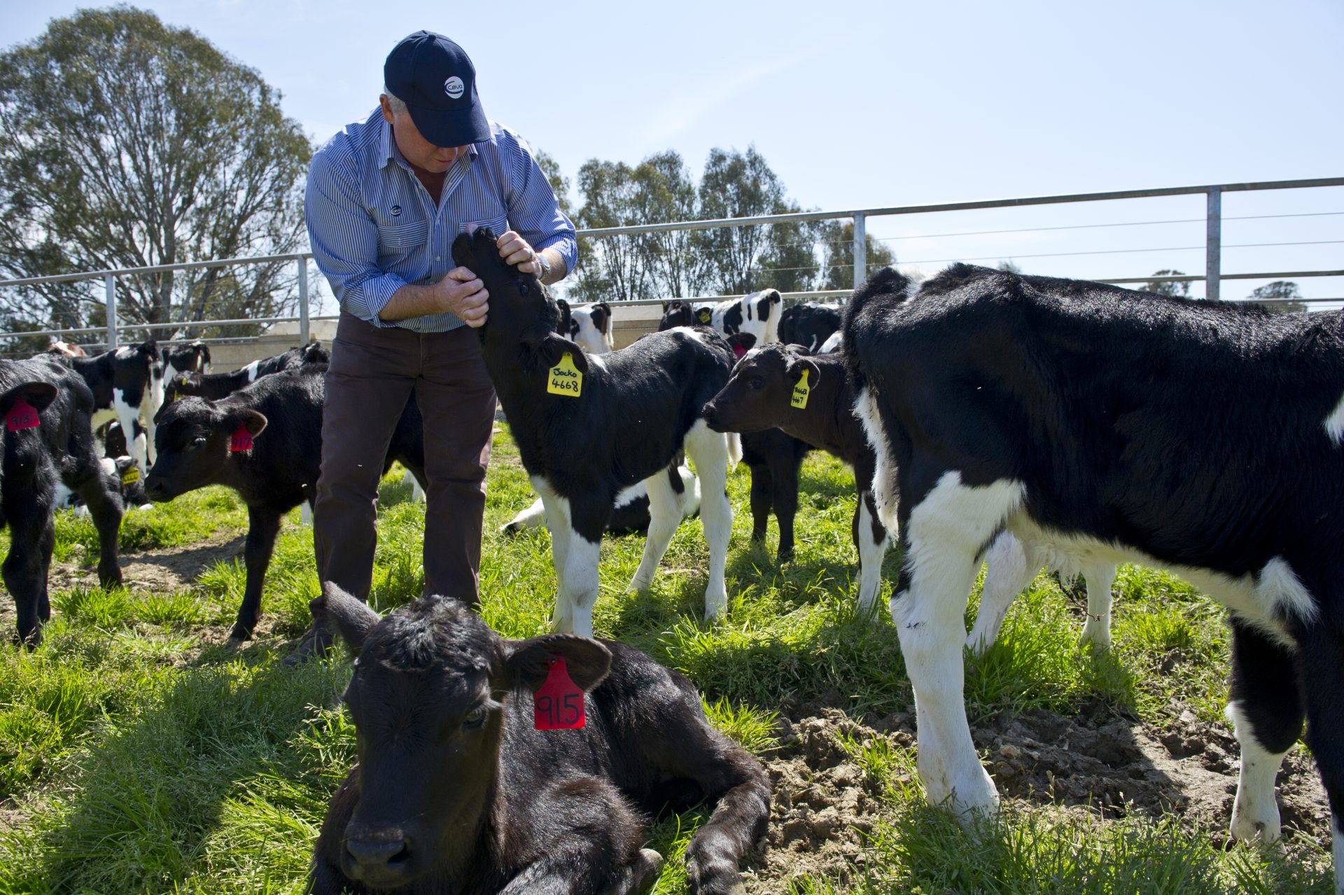 Our solutions for farm animals - Ceva Santé Animale