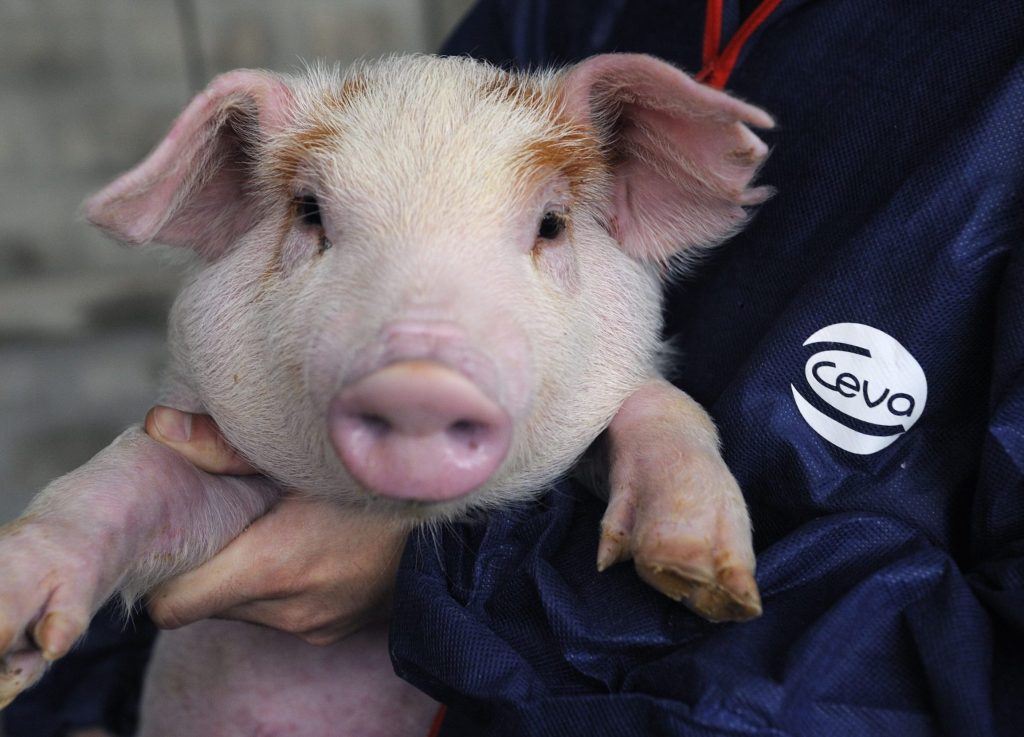 Our solutions for farm animals - Ceva Santé Animale