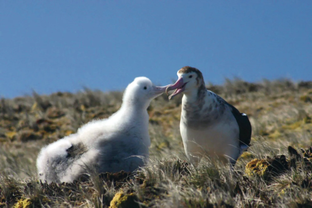 Protecting the Amsterdam Island albatross in partnership with the CNRS ...