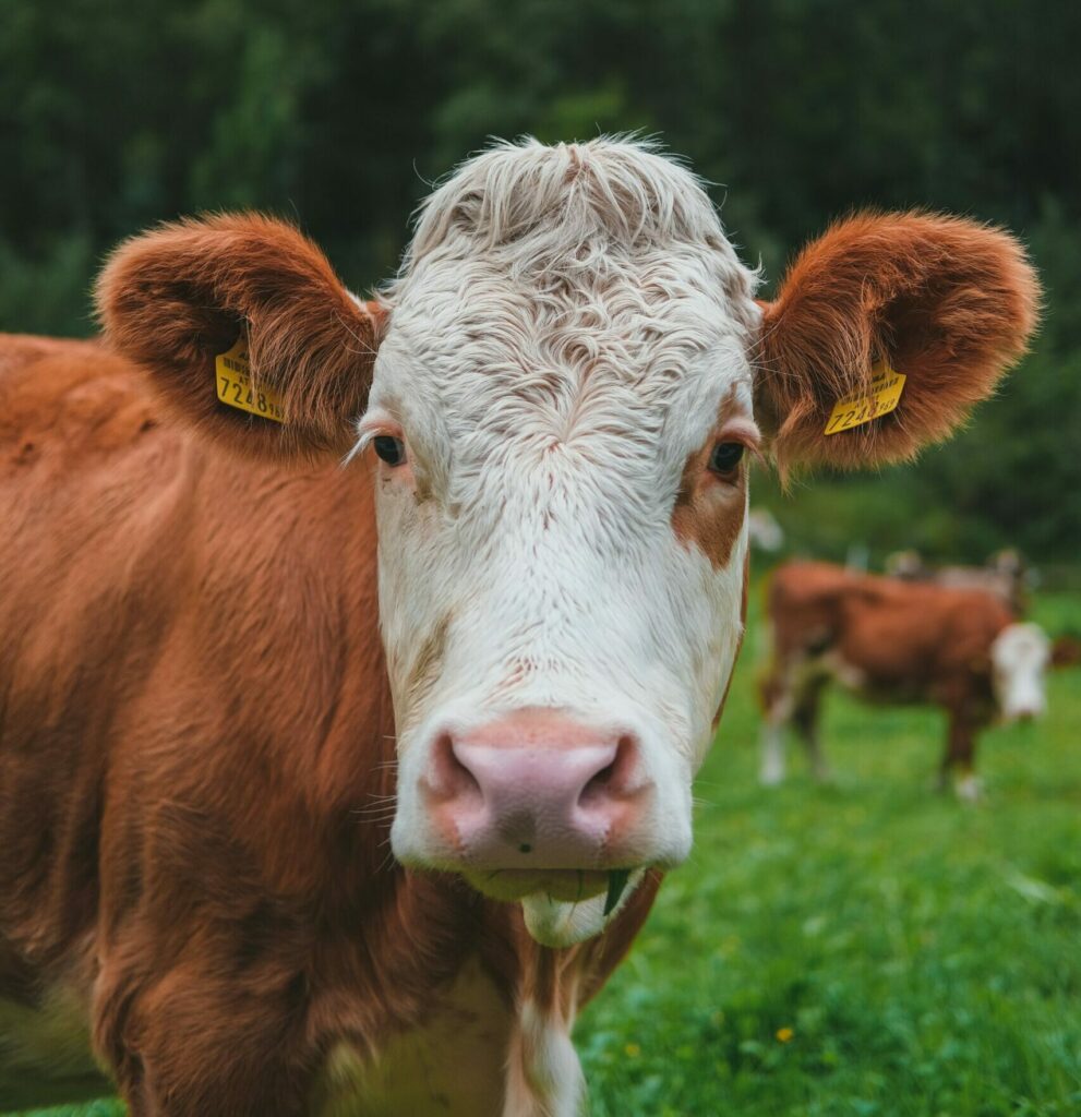 Preventive Medicine - Ceva Santé Animale