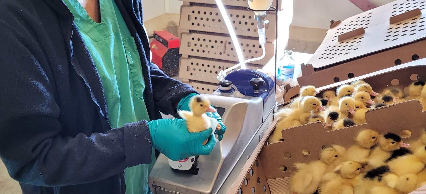 World Animal Vaccination Day: Ceva Santé Animale emphasizes the ...