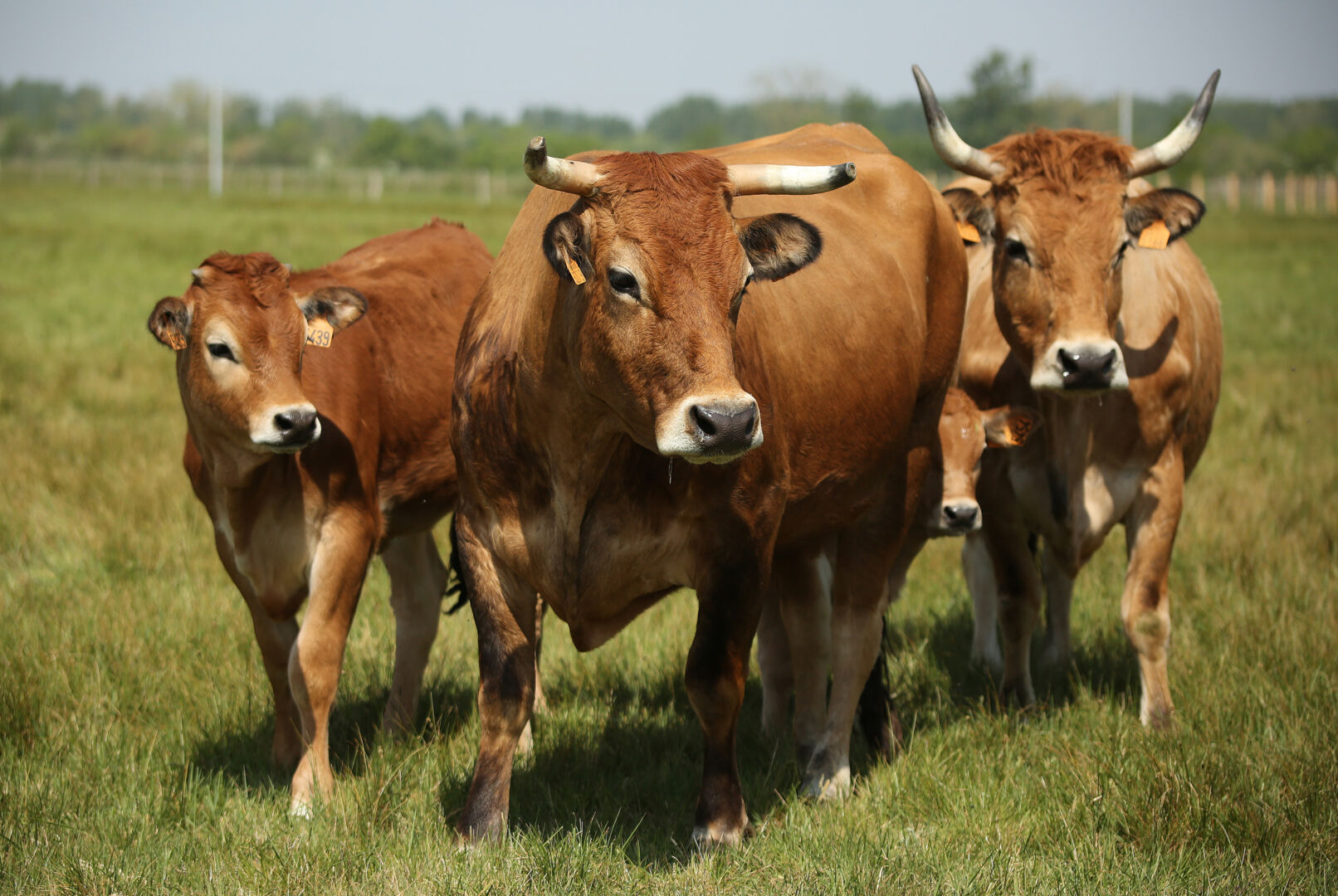 Ceva Santé Animale - Ceva Wildlife Research Fund